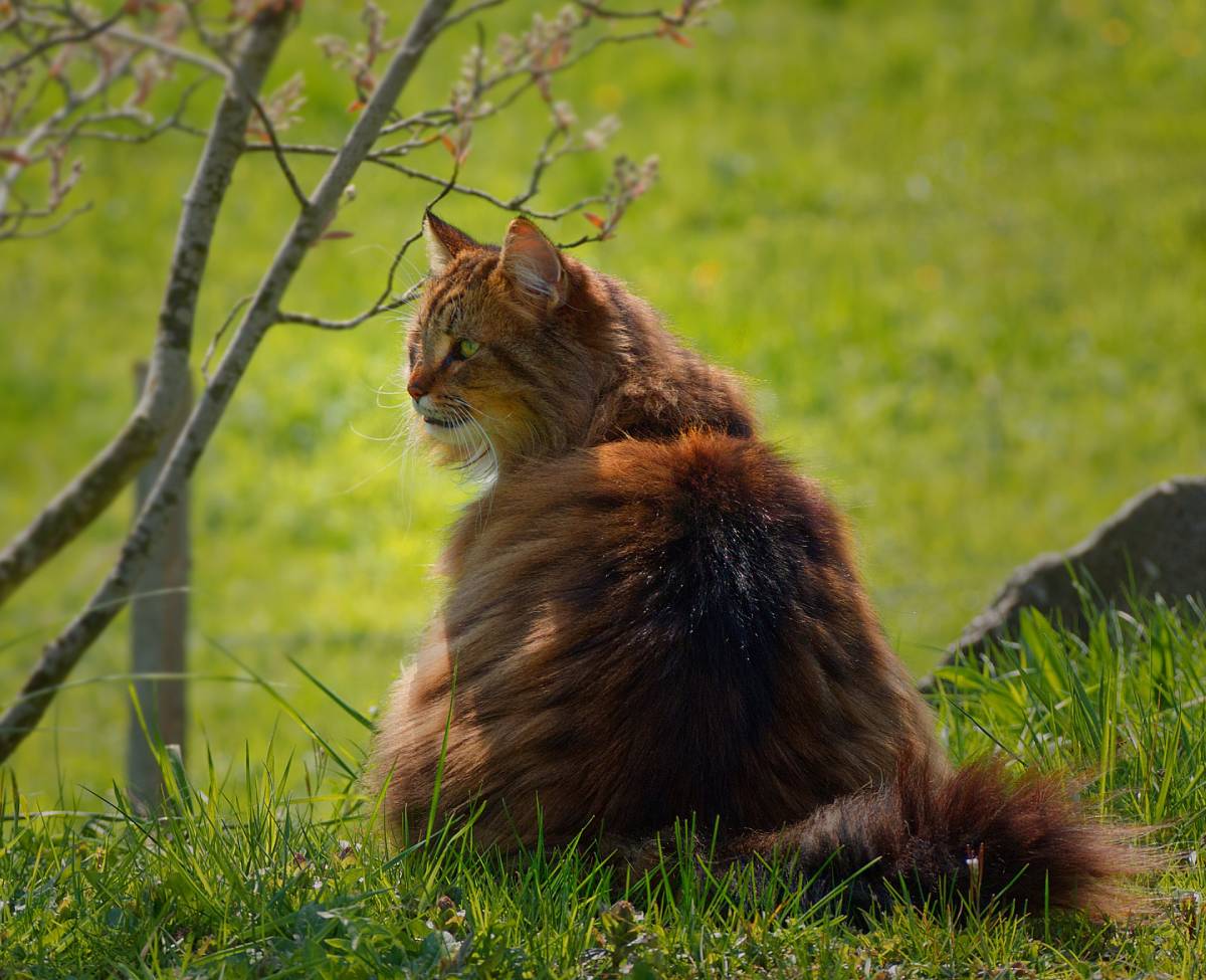 Viking cats Beloved pets and valuable help around the house The Viking Herald