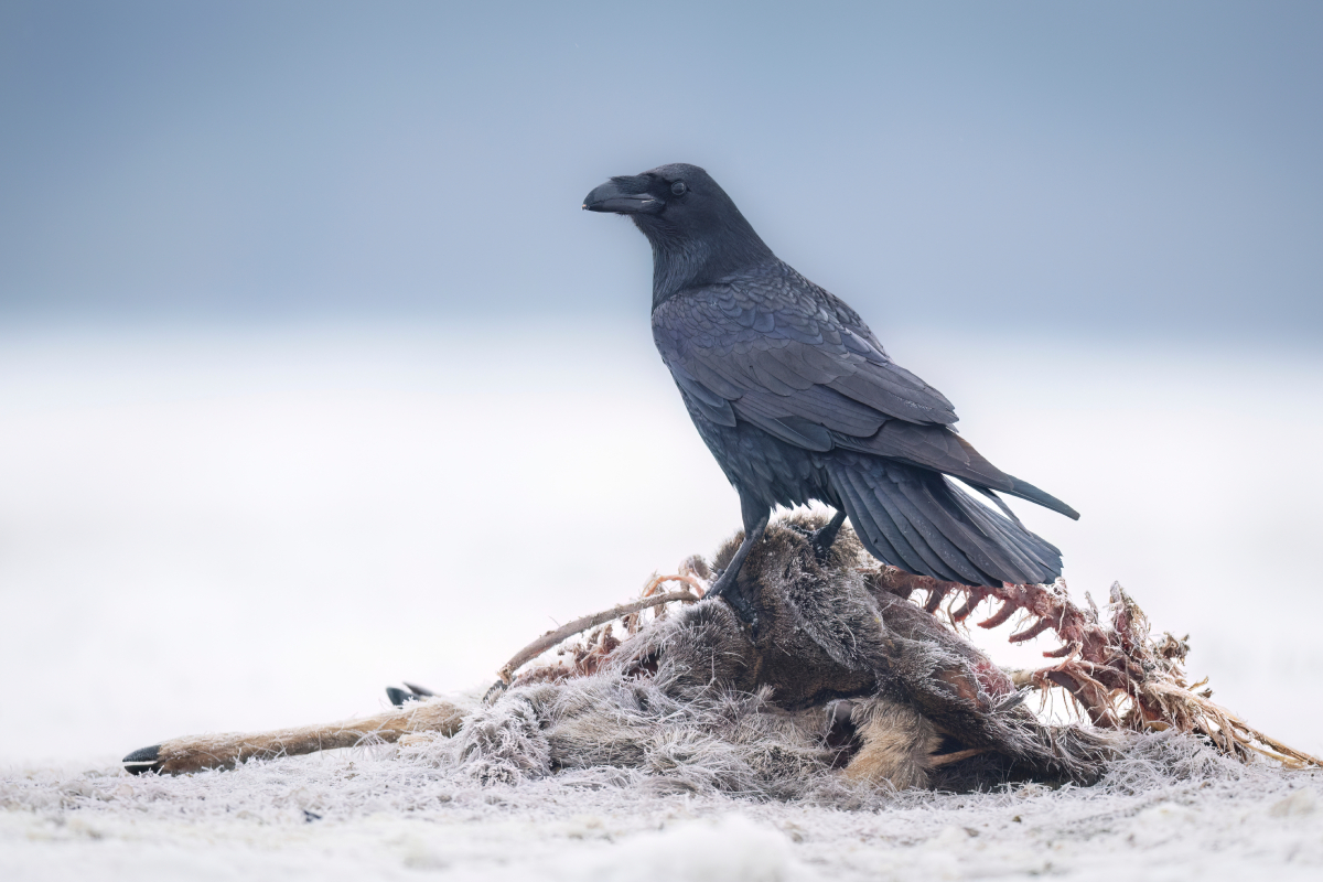 The role and symbolism of ravens in Norse mythology | The Viking Herald
